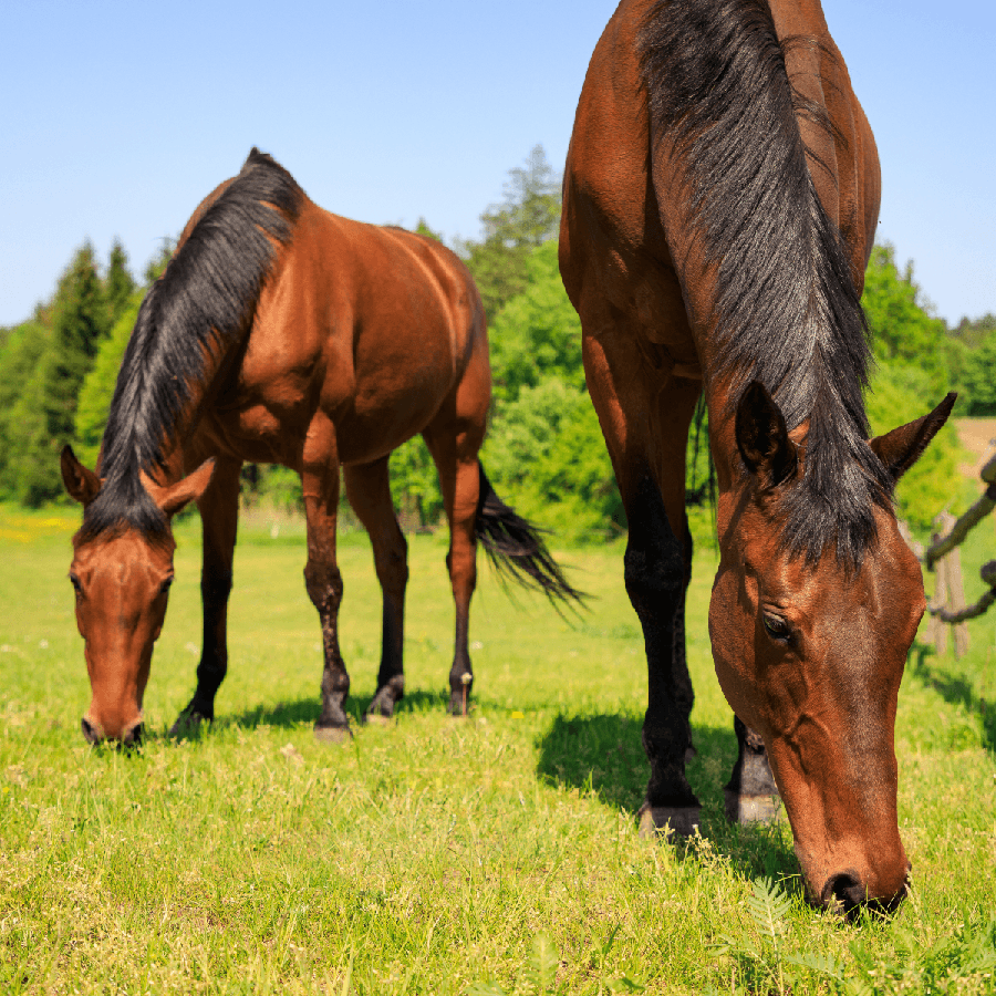 Rood & Riddle Veterinary Pharmacy